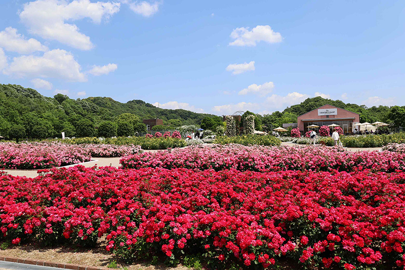 World Federation of Rose Societies 20th World Rose Convention 2025 in ...