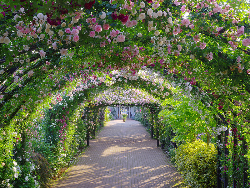 World Federation of Rose Societies 20th World Rose Convention 2025 in ...